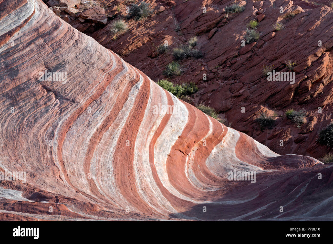 NV00057-00...NEVADA - The Fire Wave, a colorful layering of sandstone ...