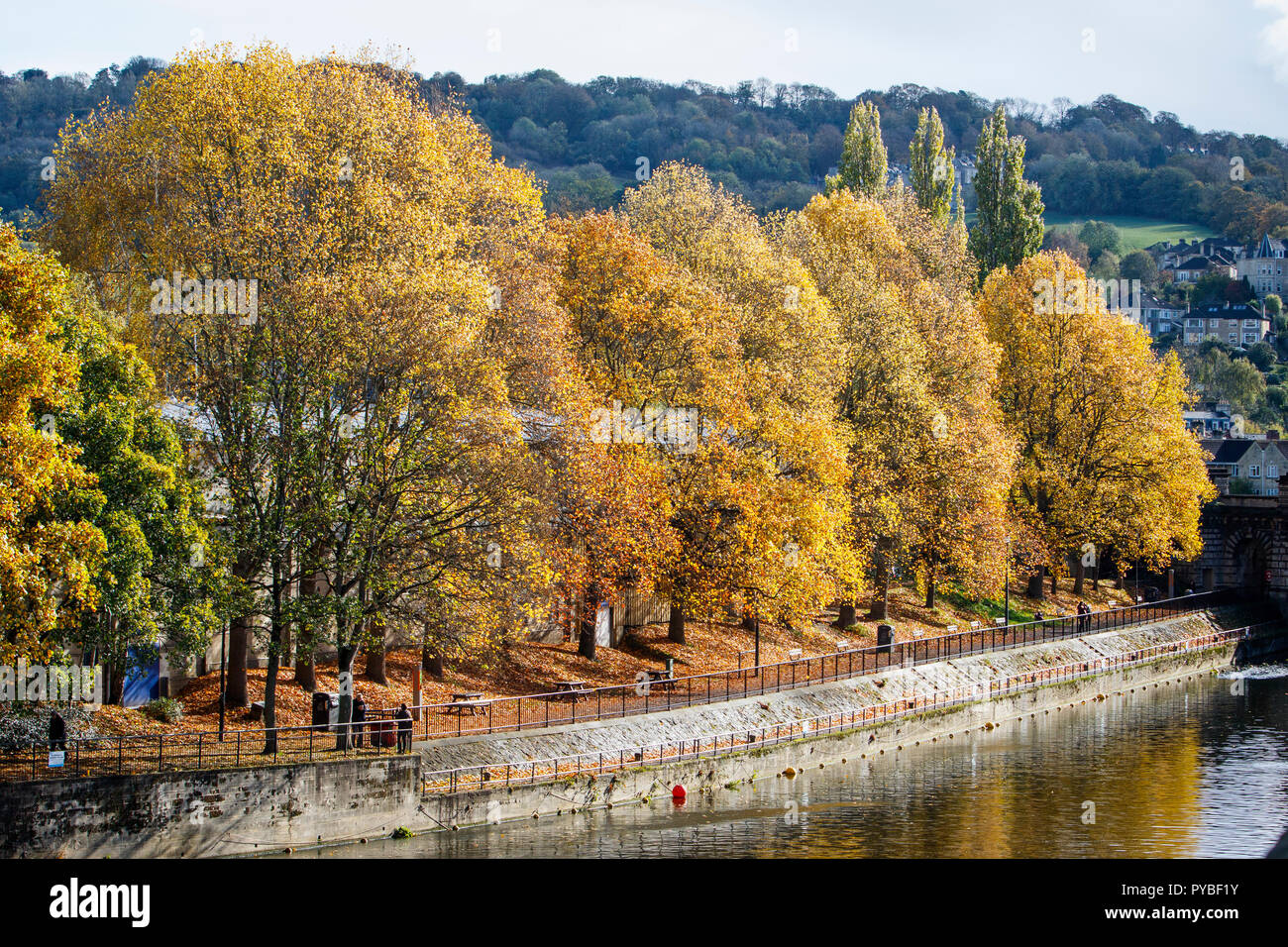 Bath, UK. 26th October, 2018. Trees growing next to the River Avon in ...