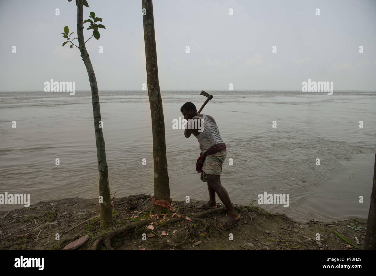 Naria, Shariatpur, Bangladesh. 14th Sep, 2018. A man seen cutting trees ...