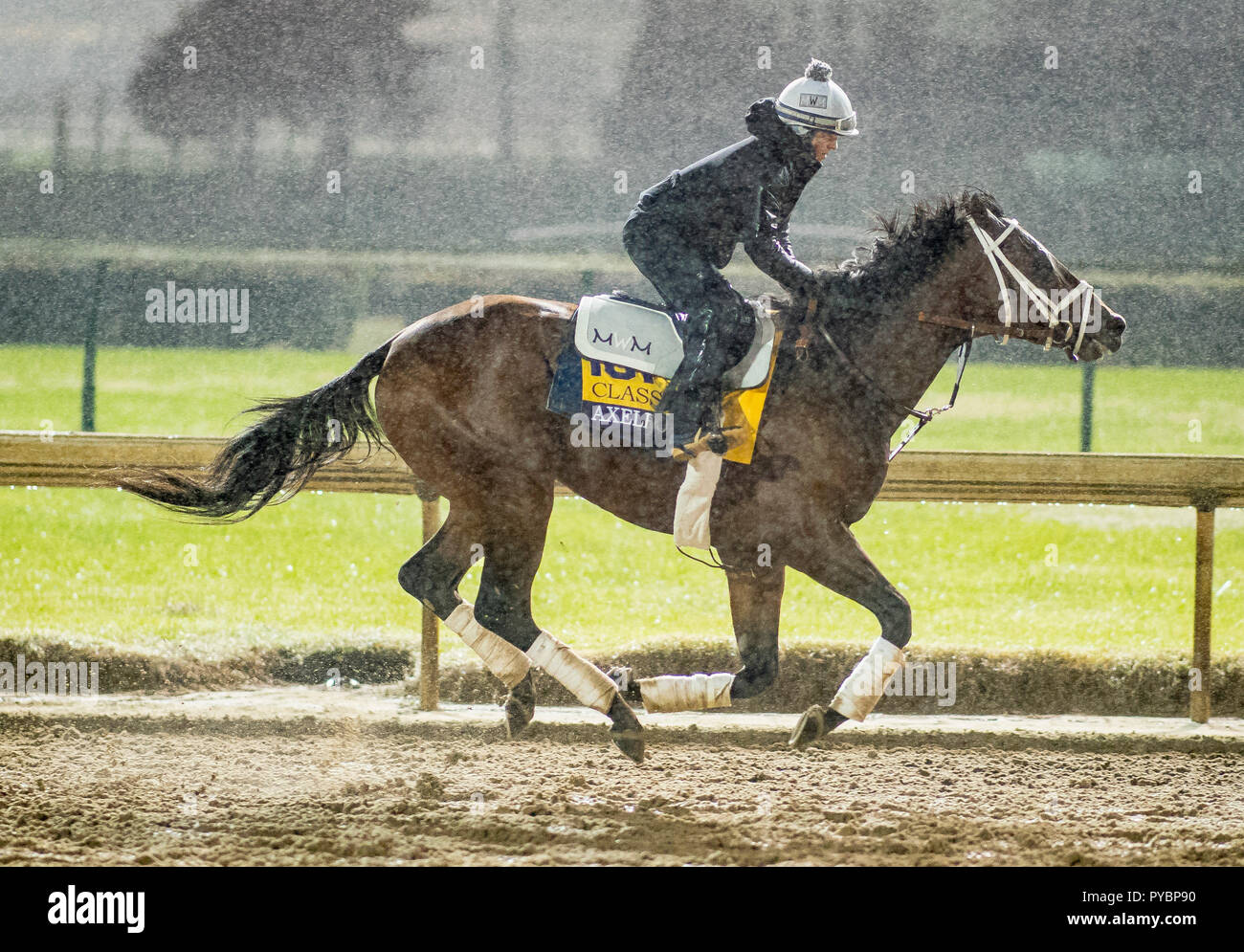 Axelrod horse hi-res stock photography and images - Alamy