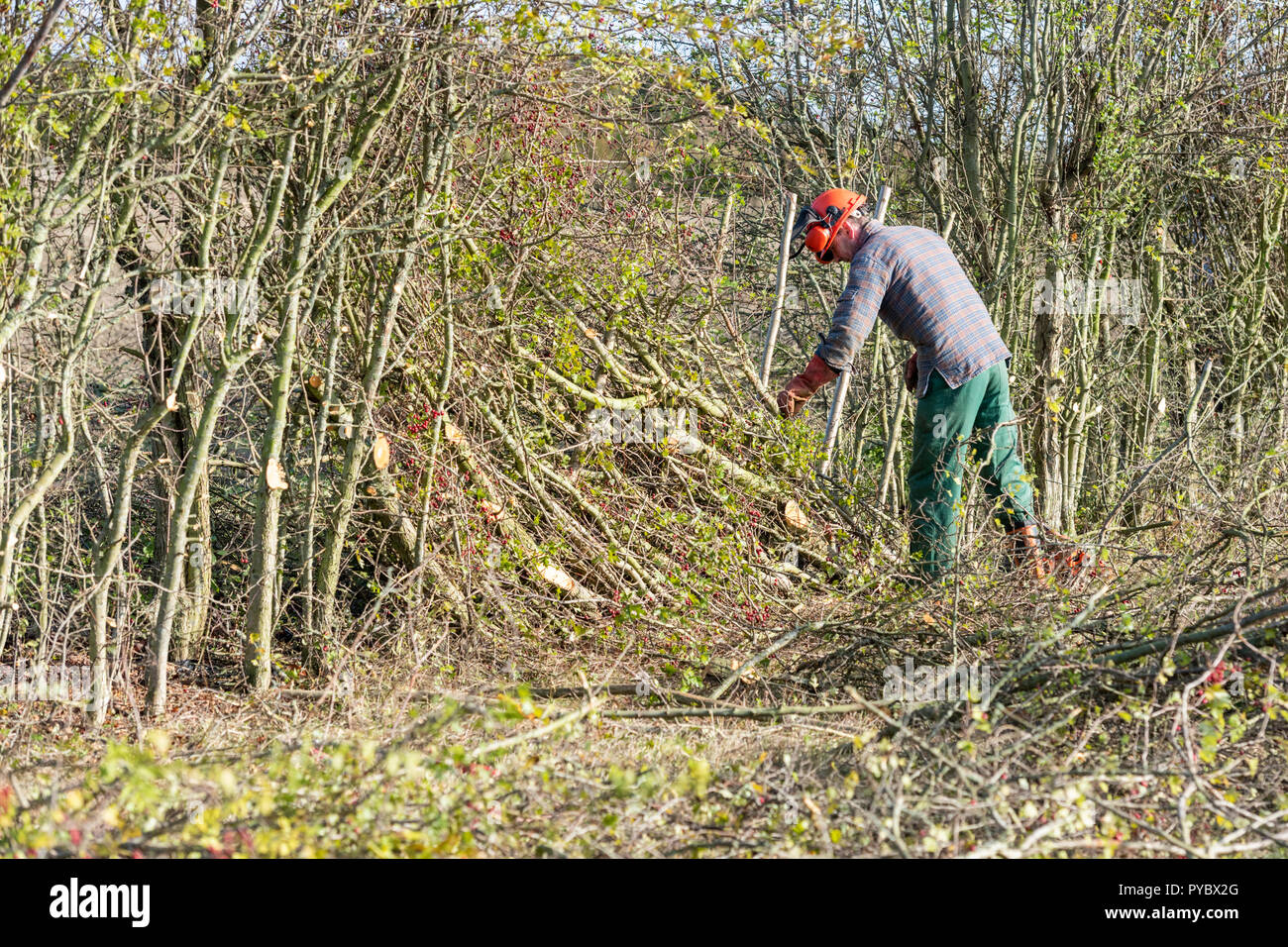 Hedge laying championships hi-res stock photography and images - Alamy