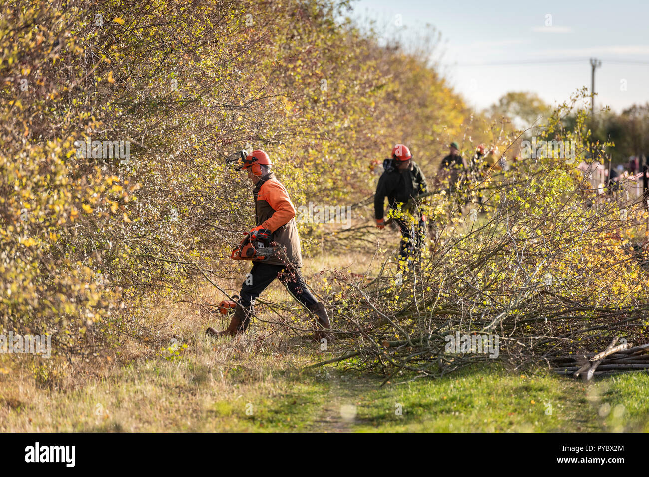 Hedge laying championships hi-res stock photography and images - Alamy