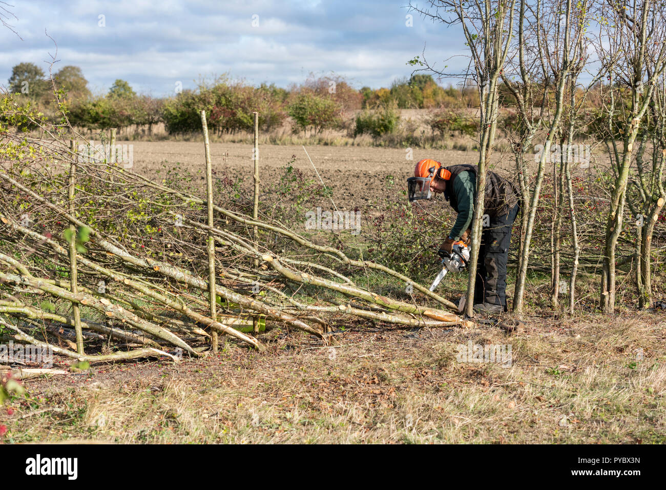 Hedge laying championships hi-res stock photography and images - Alamy