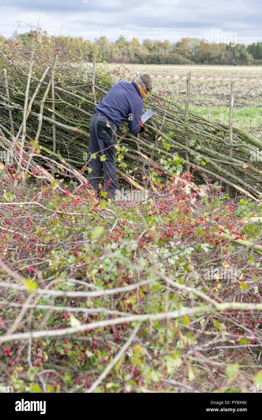 Hedge laying championships hi-res stock photography and images - Alamy