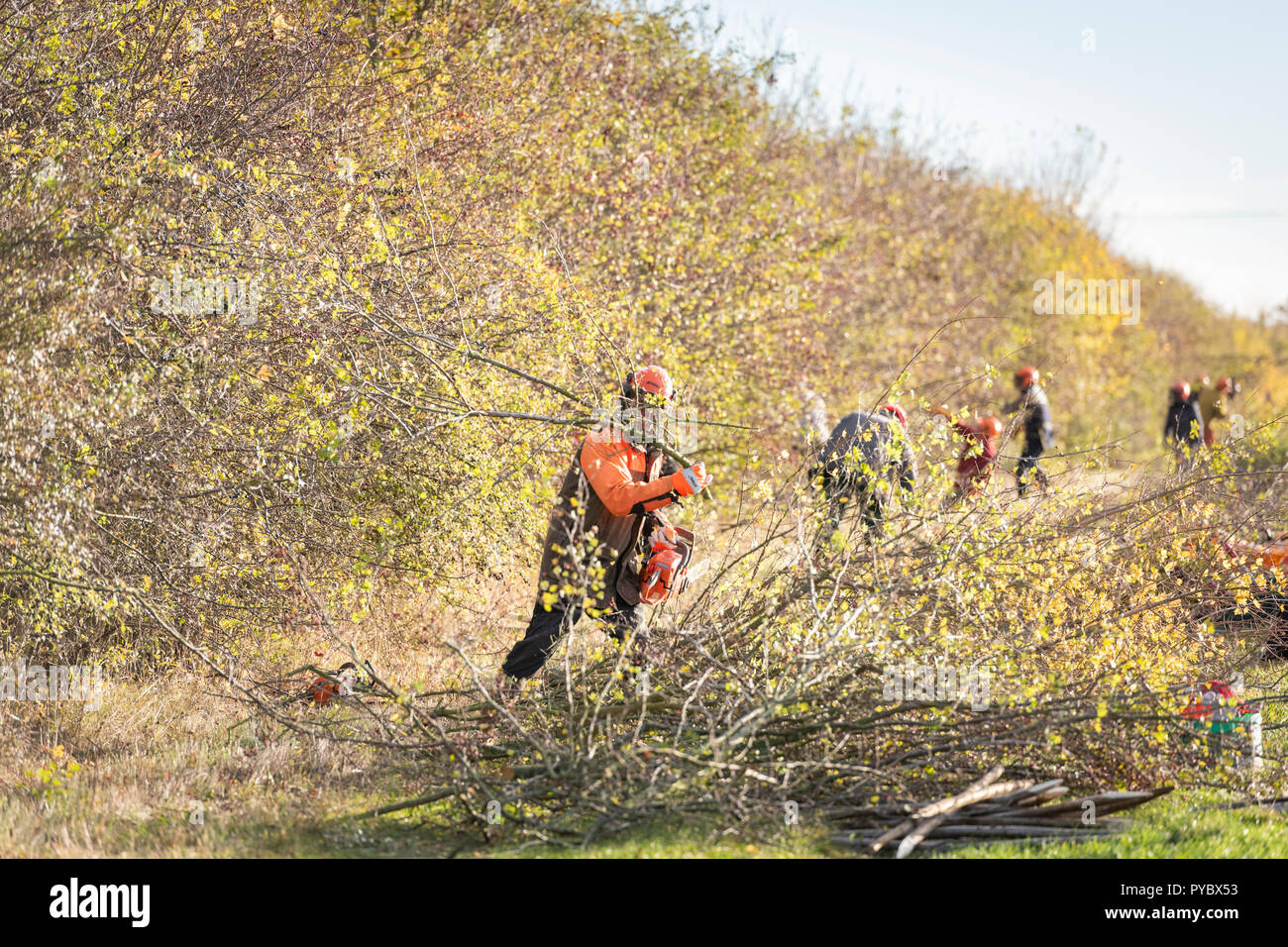Hedge laying styles hi-res stock photography and images - Alamy