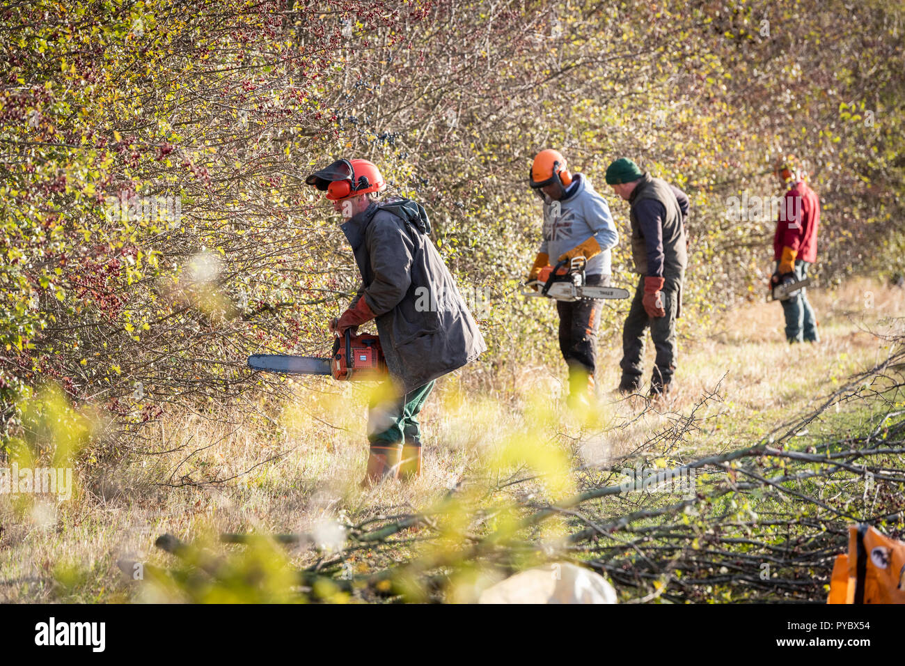 Hedge laying styles hi-res stock photography and images - Alamy