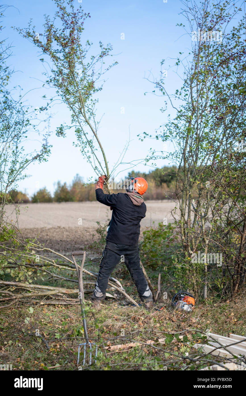 Hedge laying championships hi-res stock photography and images - Alamy