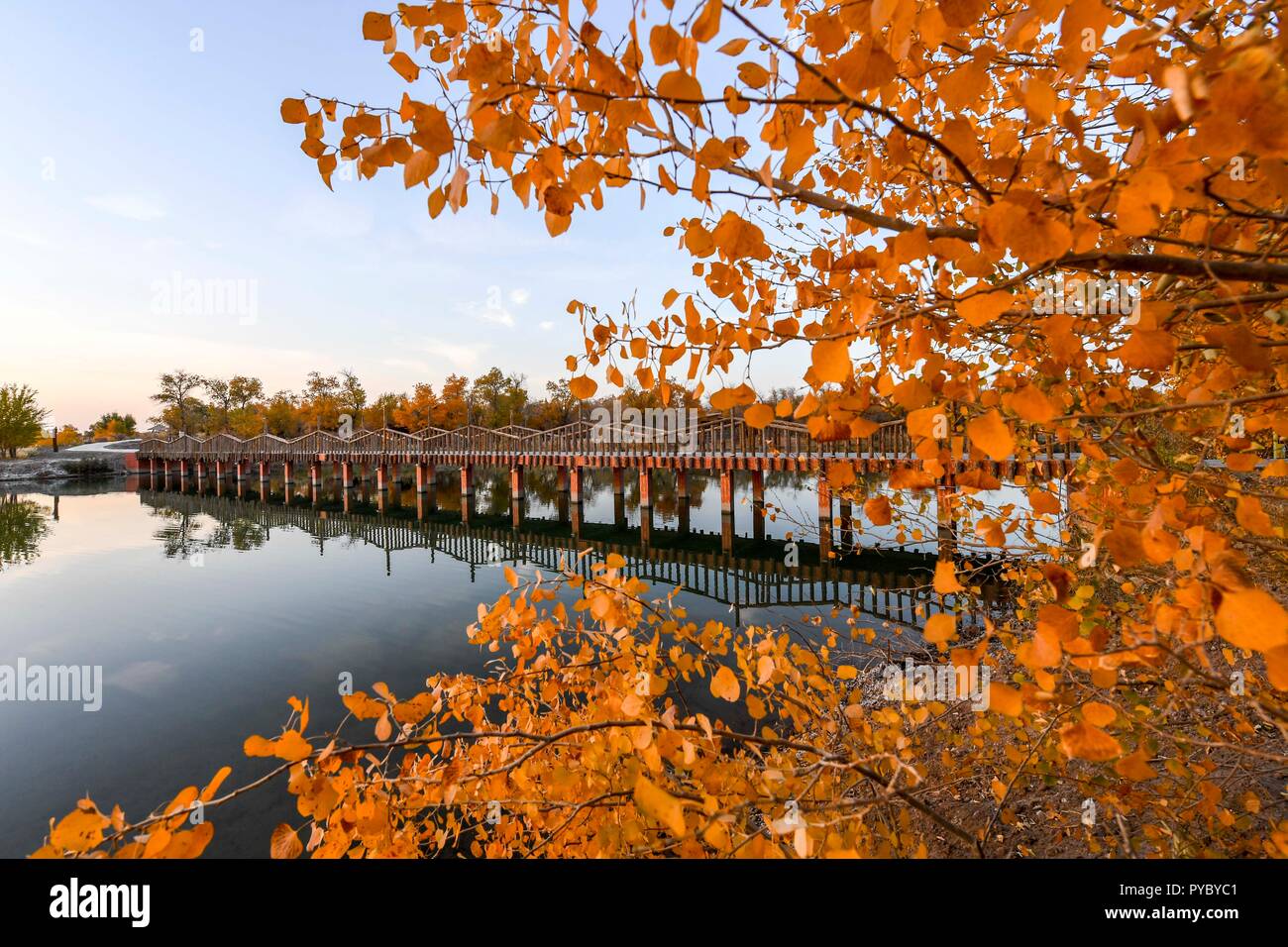 Bachu. 26th Oct, 2018. Photo taken on Oct. 26, 2018 shows the trees of ...