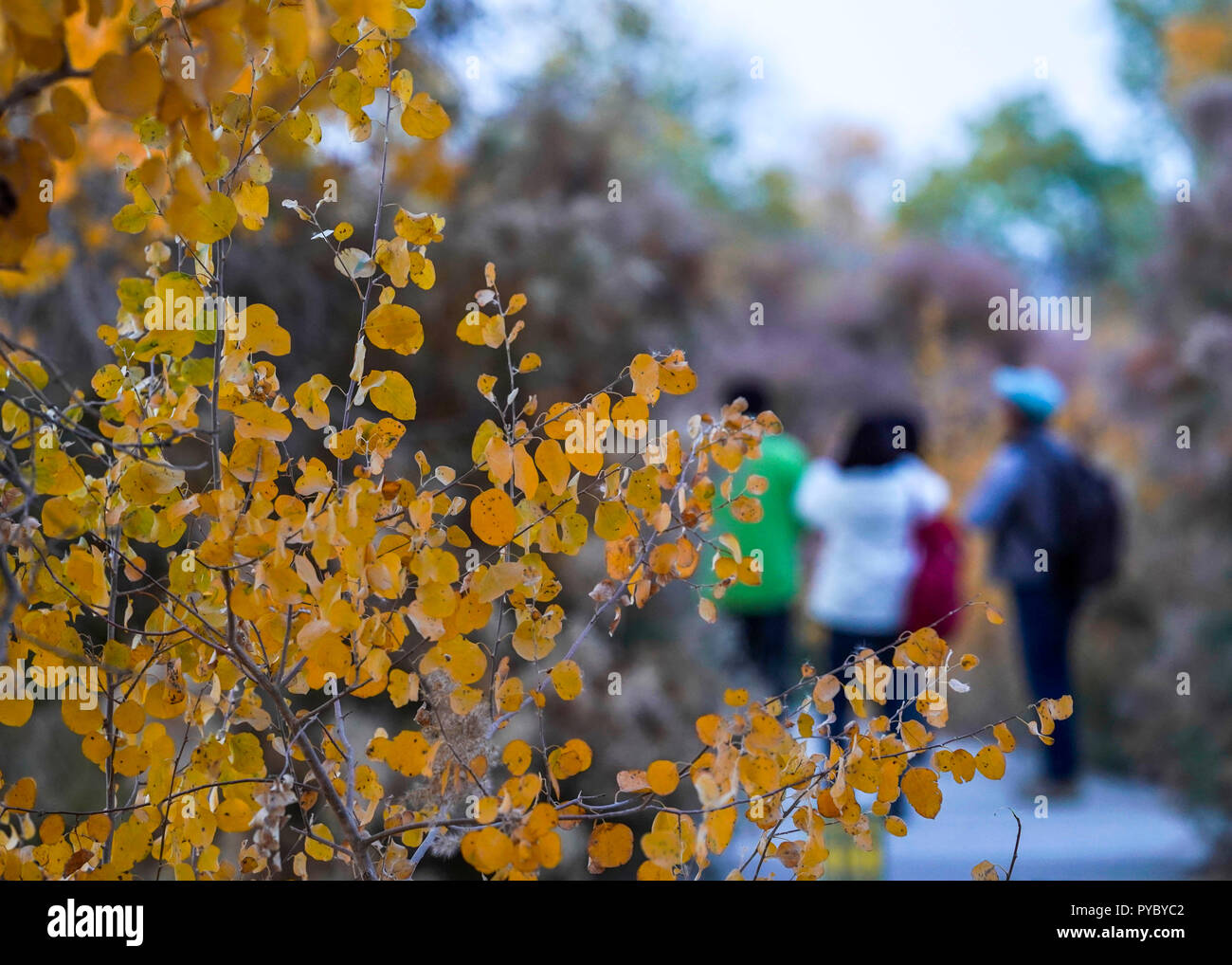 Bachu, China's Xinjiang Uygur Autonomous Region. 26th Oct, 2018. People ...