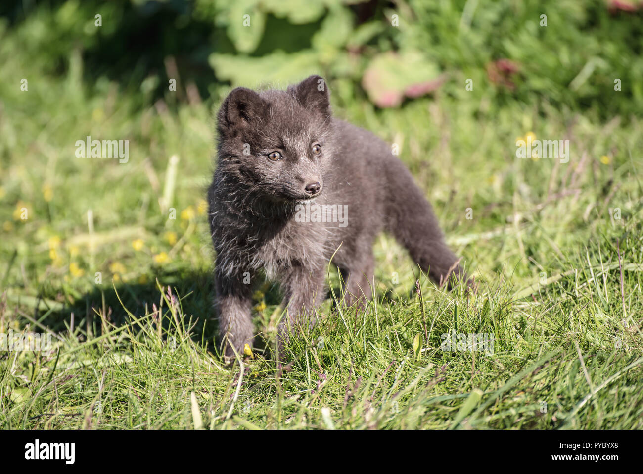 Arctic fox cub Stock Photo - Alamy