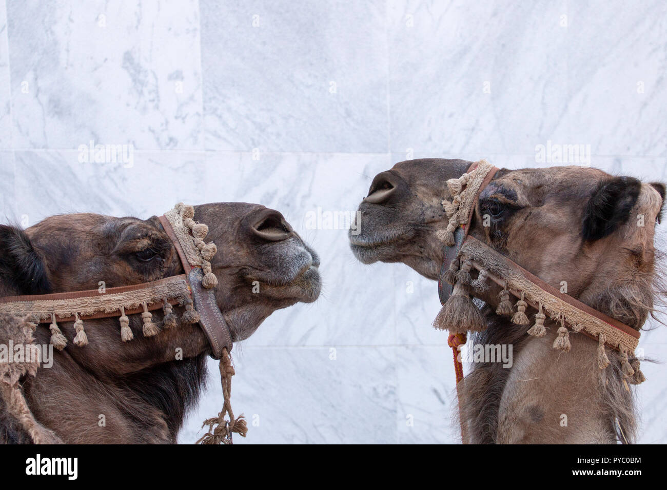 Medieval festival of silves hi-res stock photography and images - Alamy