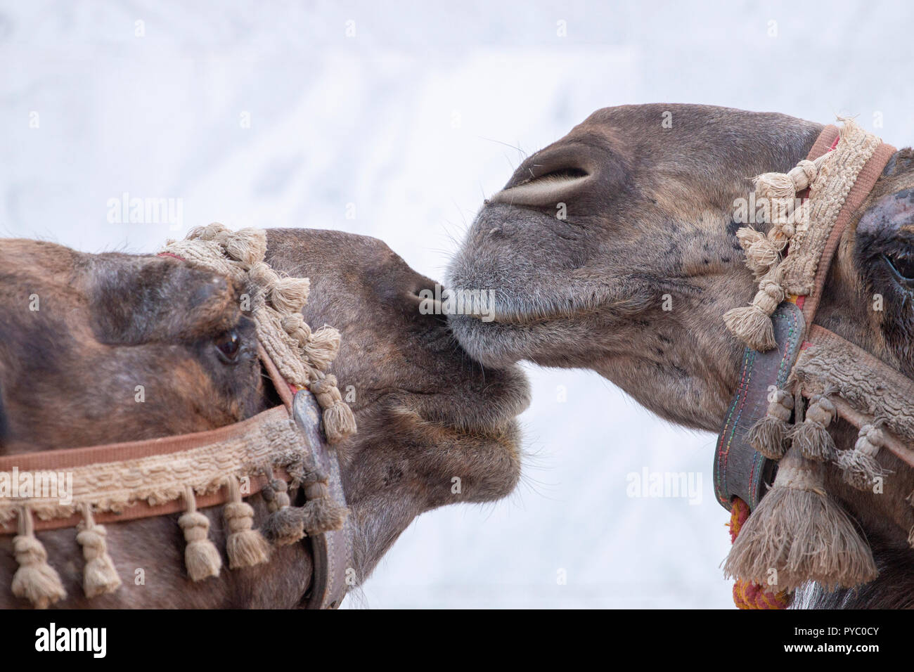 Close view of two camel heads in medieval festival Stock Photo - Alamy