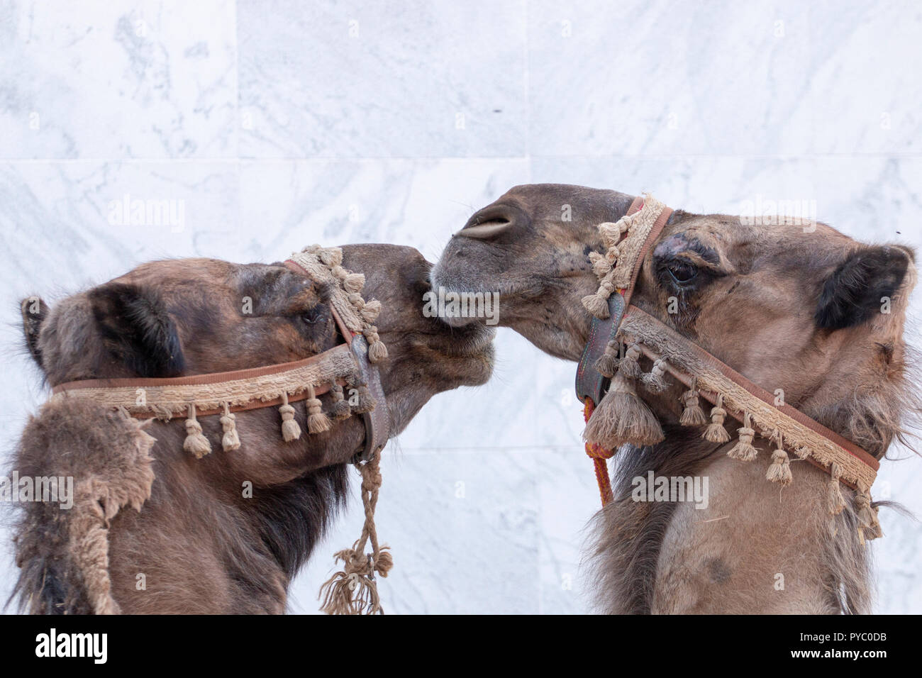 Medieval festival of silves hi-res stock photography and images - Alamy