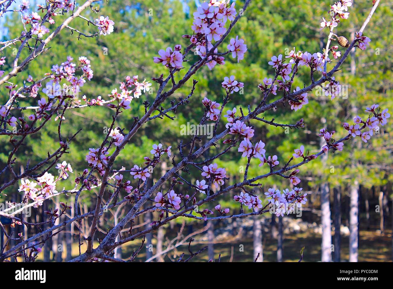 Spirit spring hi-res stock photography and images - Alamy