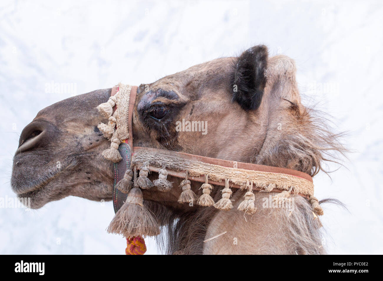 Close view of a camel head in medieval festival Stock Photo - Alamy
