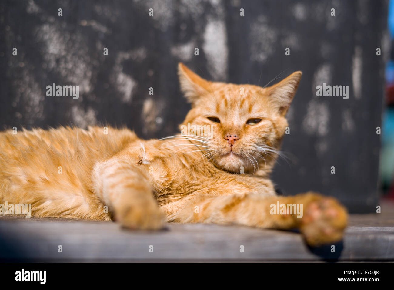 The street cat Stock Photo - Alamy