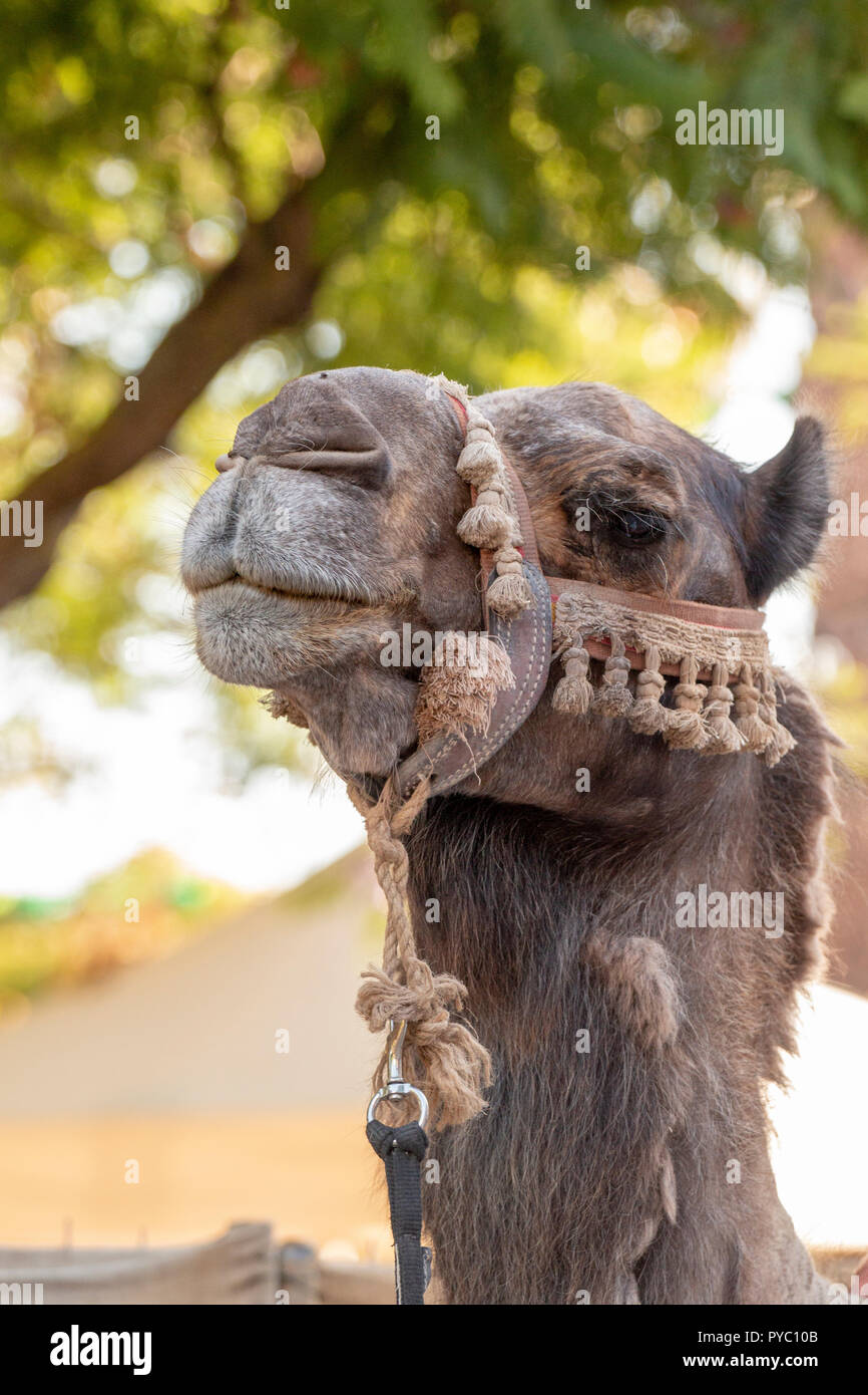 Close view of a camel head in medieval festival Stock Photo - Alamy