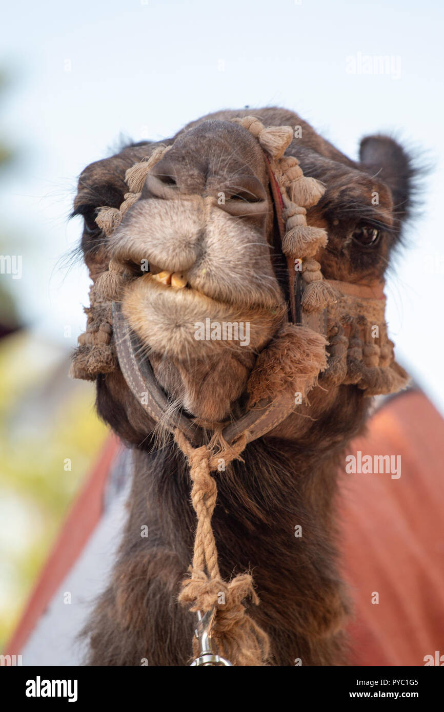 Close view of a camel head in medieval festival Stock Photo - Alamy