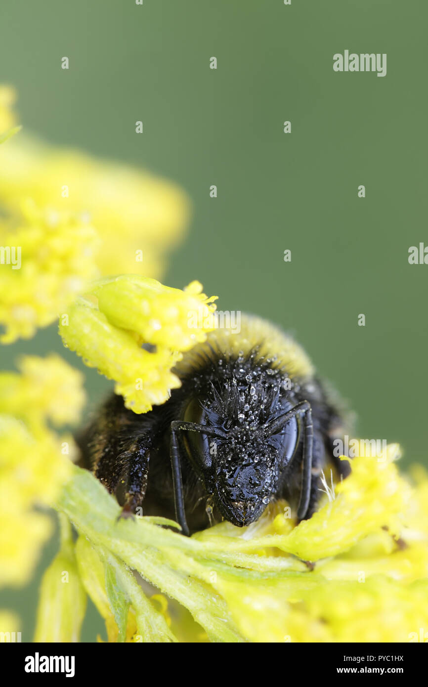 Bumblebee or bumble, bee, bumble-bee, humble-bee, Bombus lucorum Stock ...