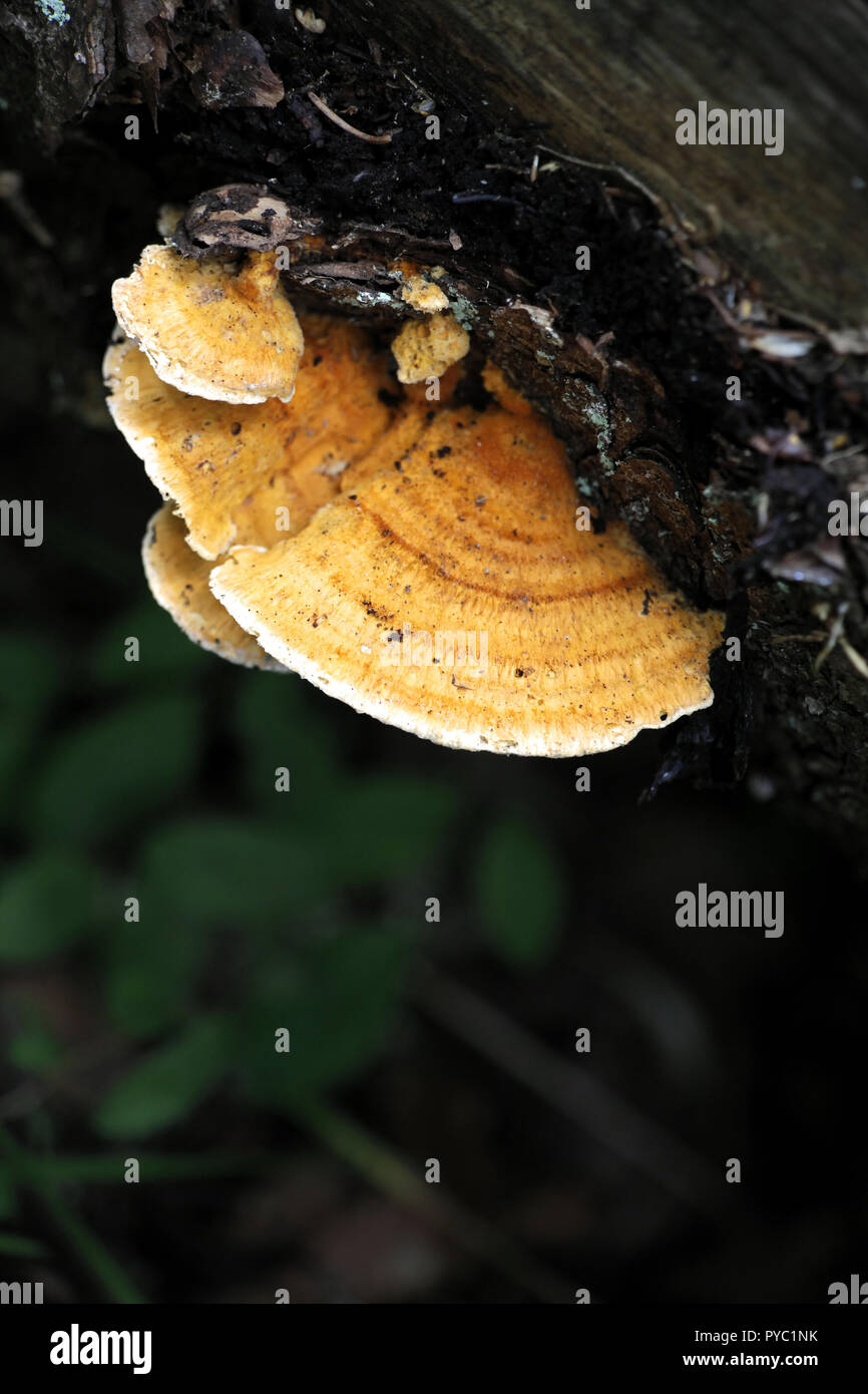 An orange polypore, Pycnoporellus fulgens Stock Photo - Alamy