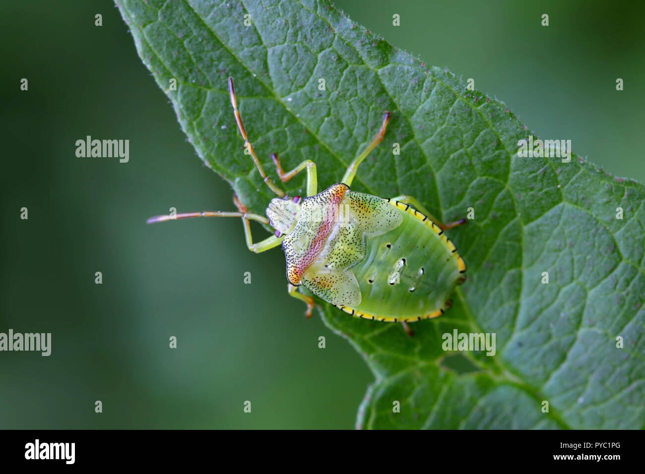 Hawthorn shield bug nymph, Acanthosoma haemorrhoidale Stock Photo - Alamy