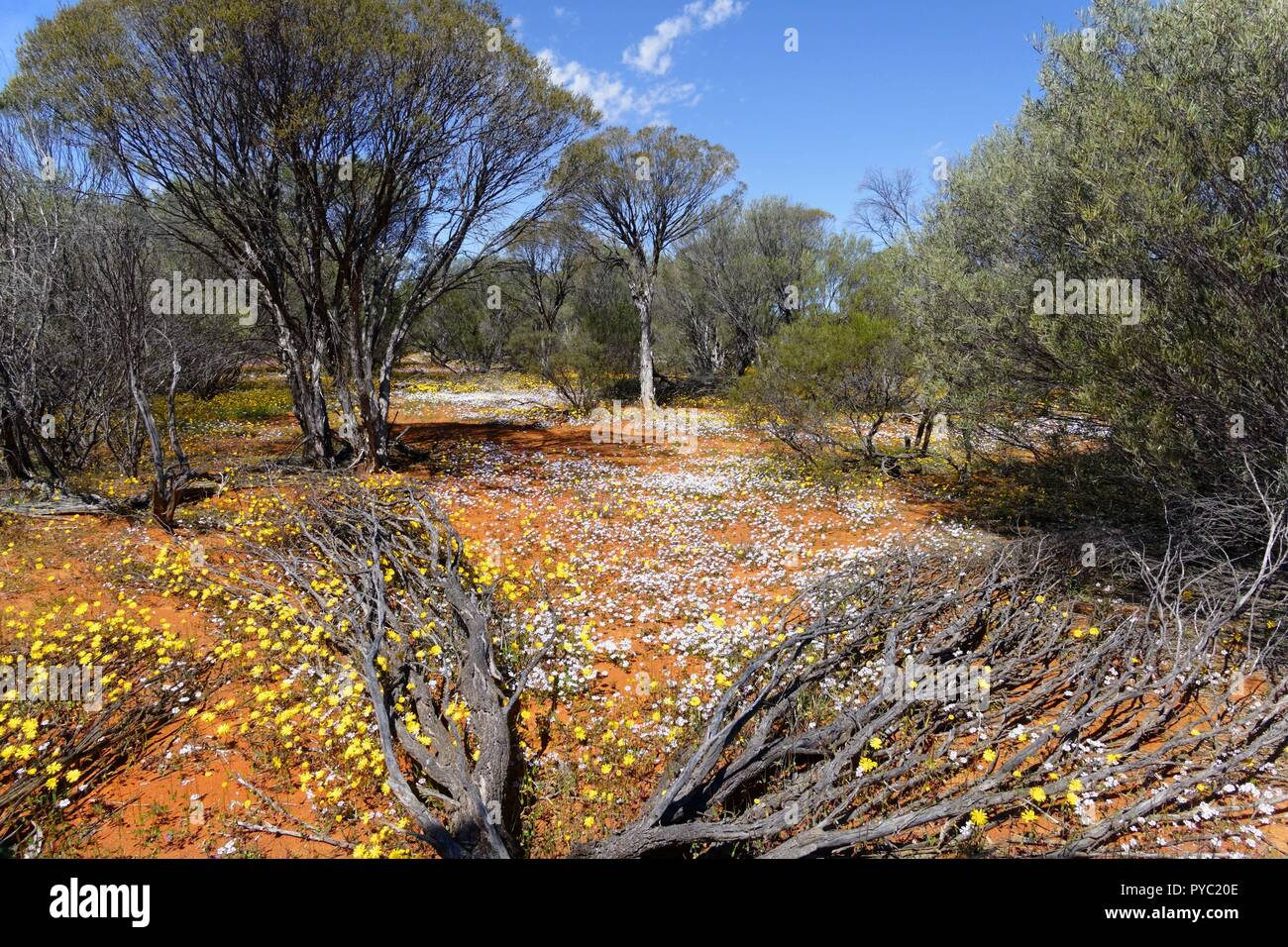 Wildflowers in Australian outback,Velleia rosea S.Moore Pink Velleia ...