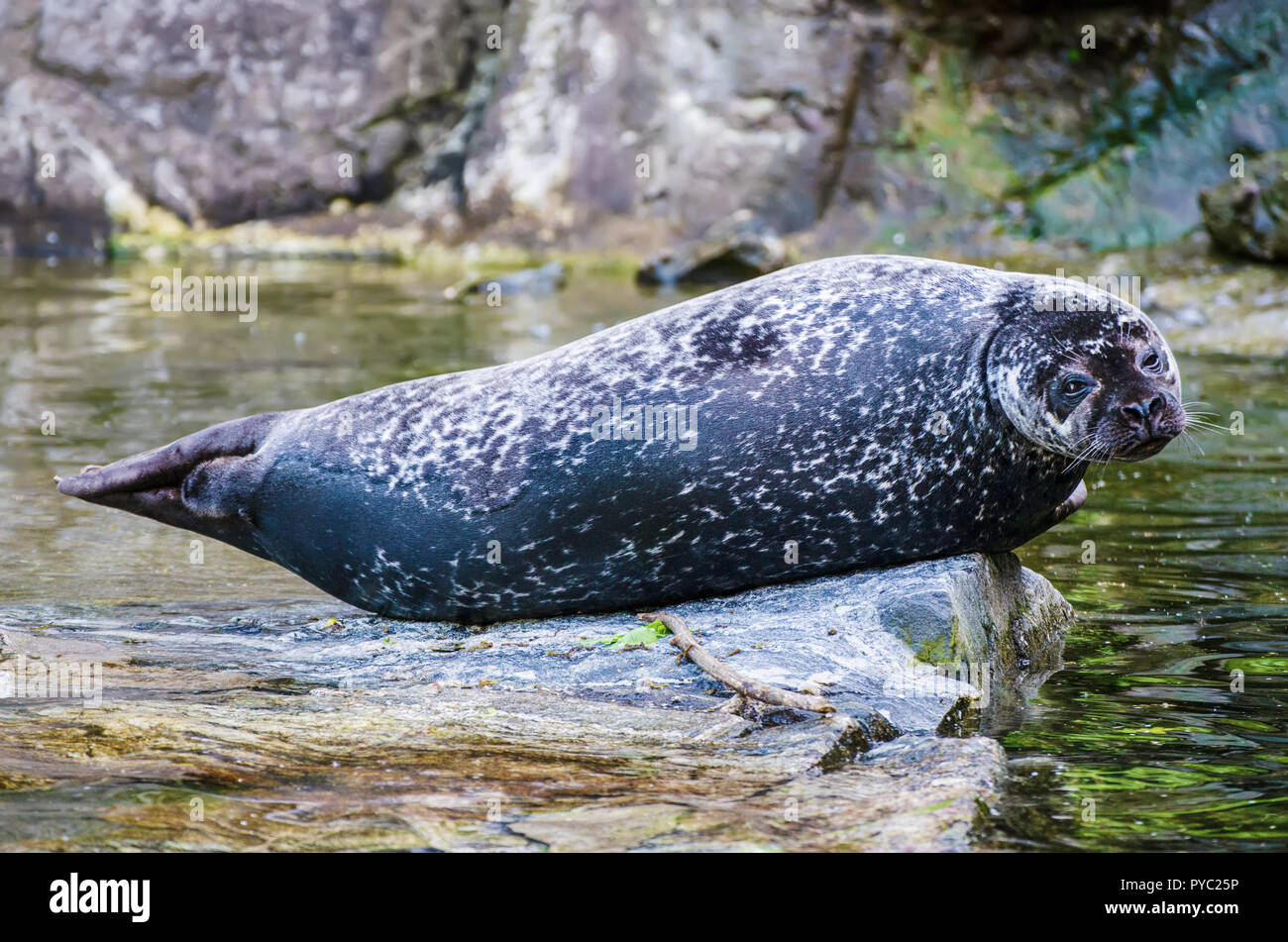 Spotted seal hi-res stock photography and images - Alamy