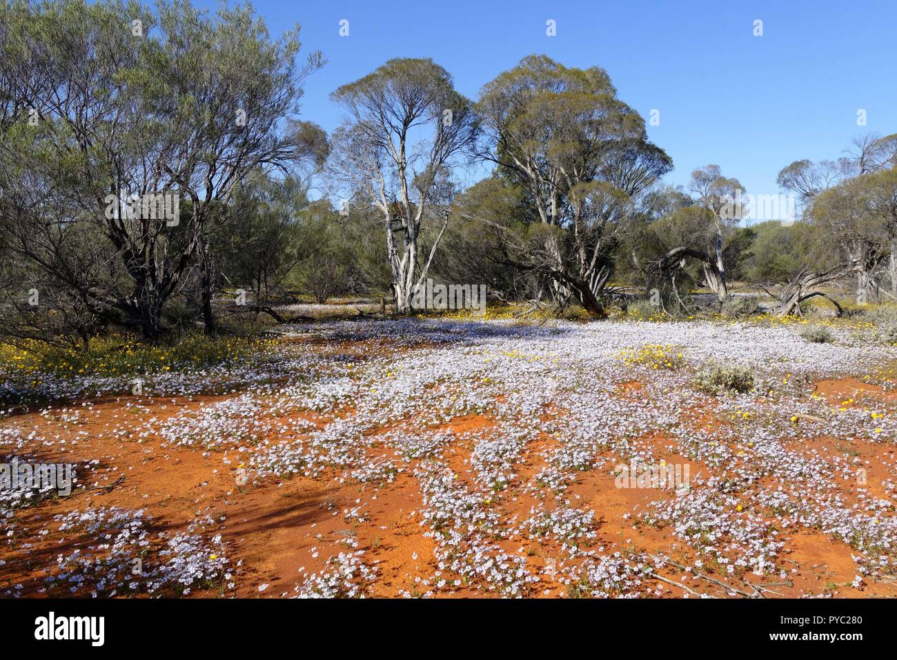 Wildflowers in Australian outback,Velleia rosea S.Moore Pink Velleia ...
