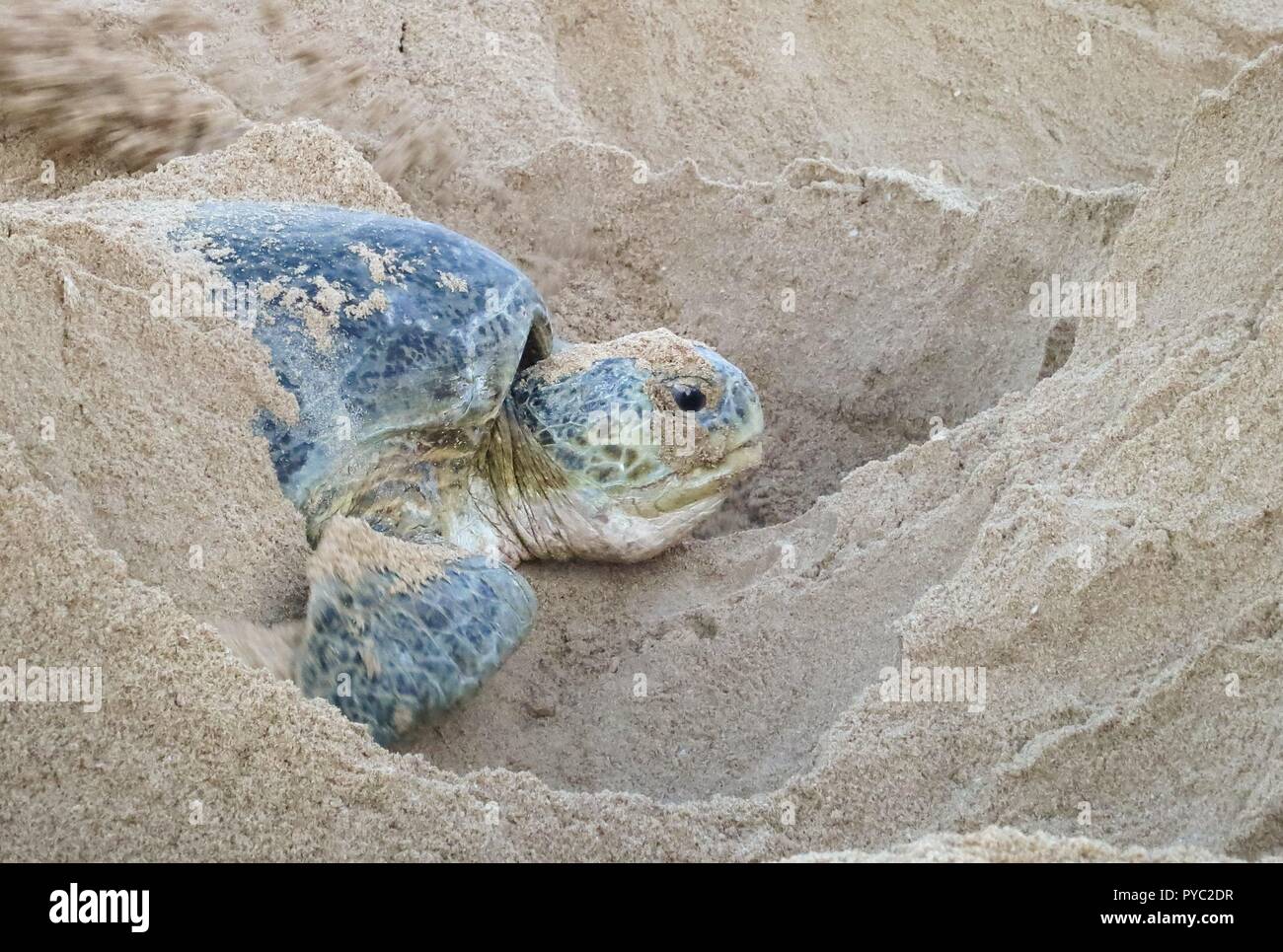 A Green Sea Turtle (Chelonia mydas) shovels sand with its hind fins ...