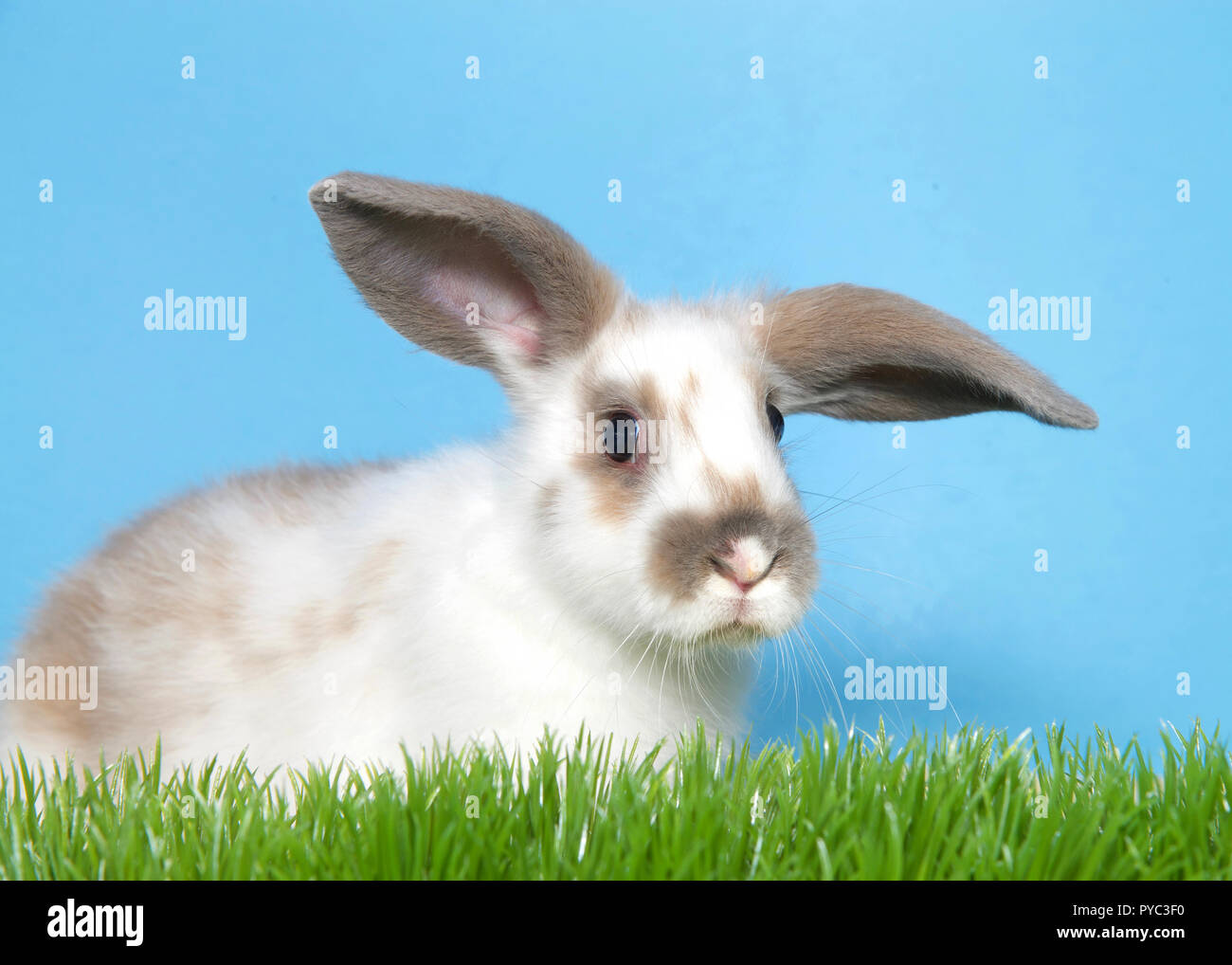 Young white bunny rabbit with brown spots and floppy ears perked up ...