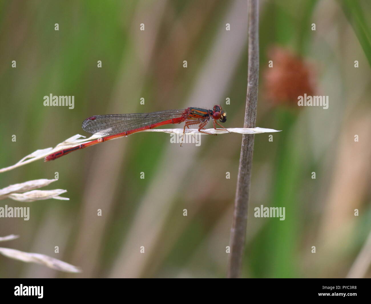 Head thorax abdomen hi-res stock photography and images - Alamy