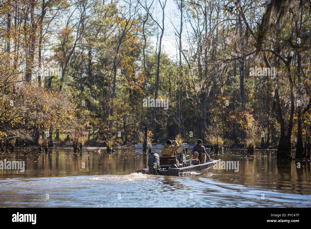 Hunting for cypress river logs in the swamps of South Carolina Stock ...