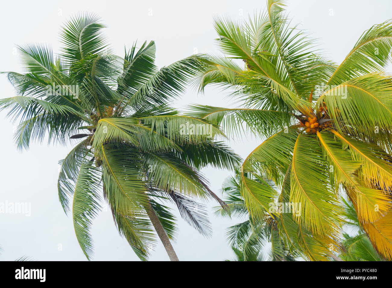 A bunch of bright yellow royal coconuts Stock Photo - Alamy
