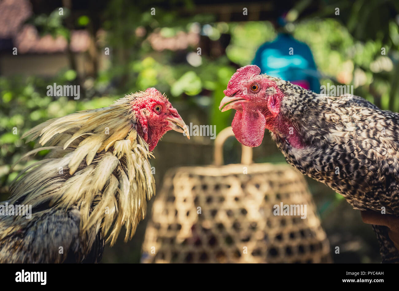 Two angry roosters preparing for a fight Stock Photo - Alamy