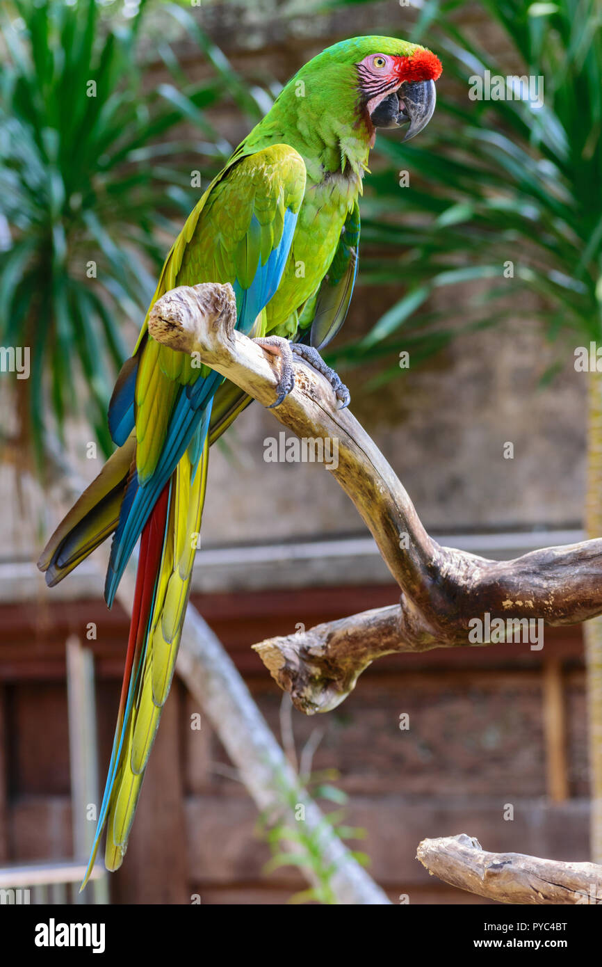 Military Macaw parrot sitting on the branch in front of palm trees ant ...