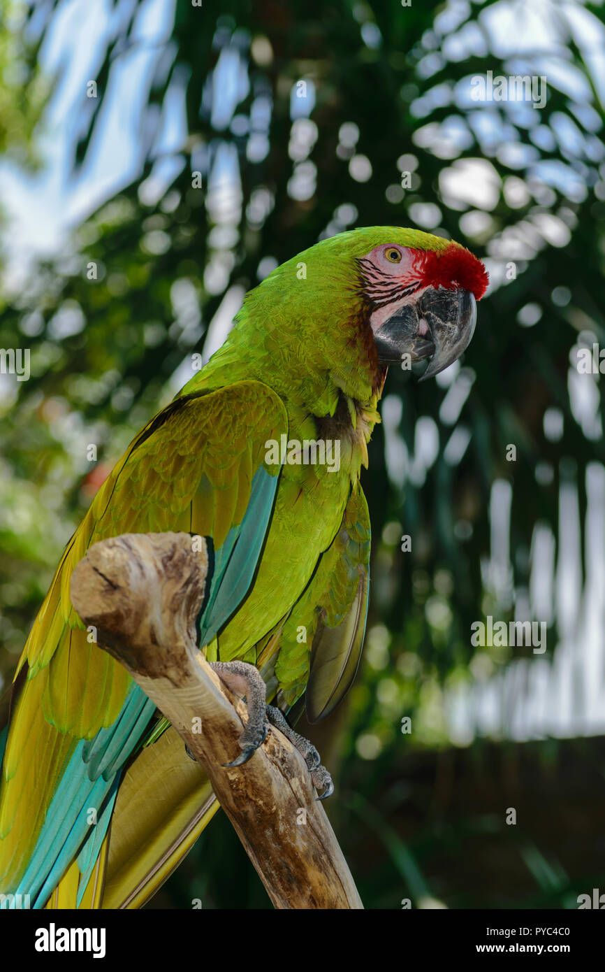Macaw palm trees hi-res stock photography and images - Alamy
