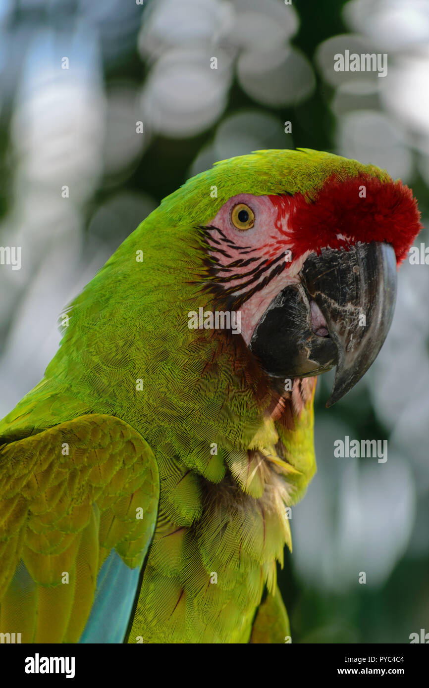 Portrait of Military Macaw parrot posing for the camera Stock Photo - Alamy