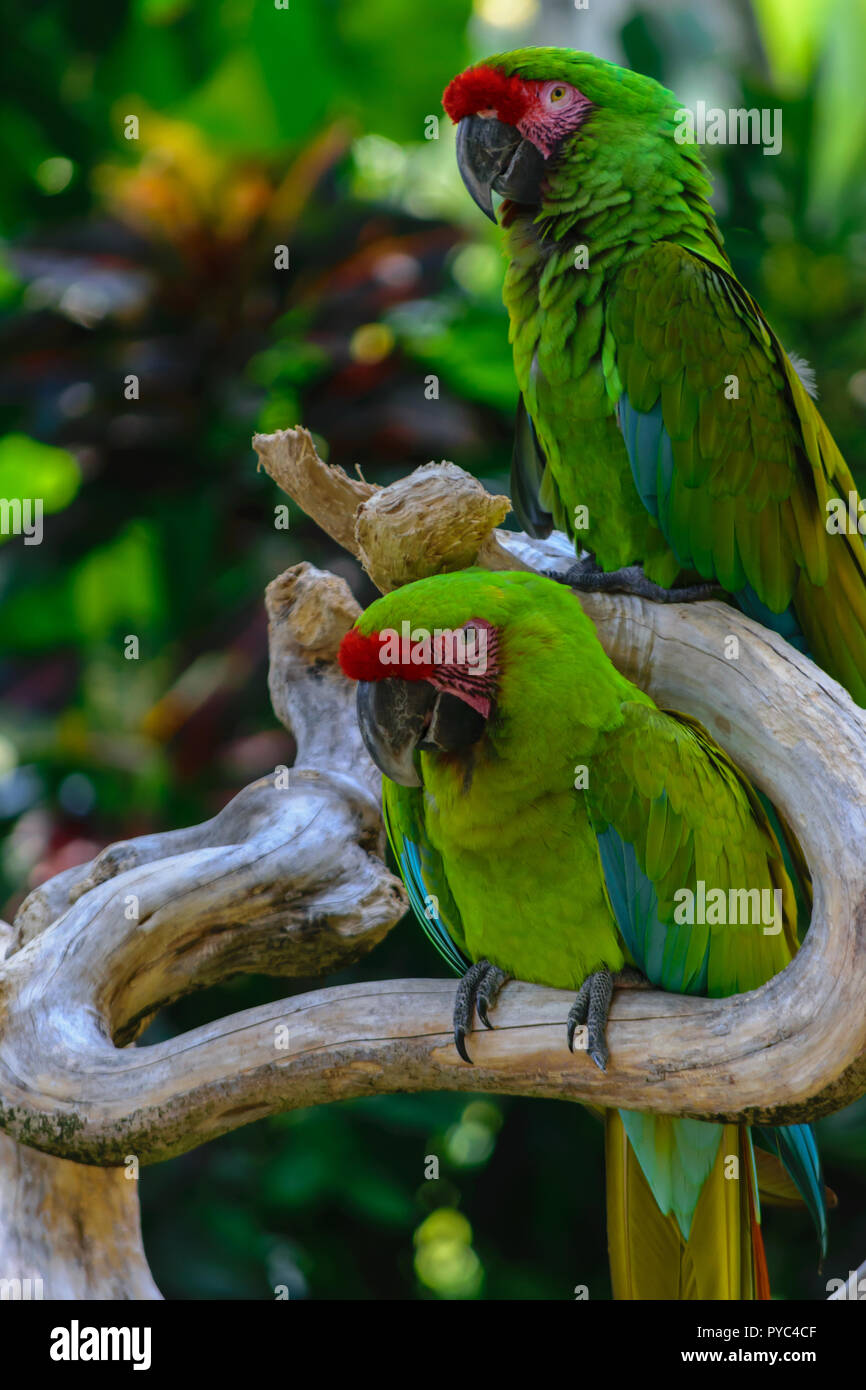 Two Military Macaw parrots sitting on the branch in front of palm trees ...