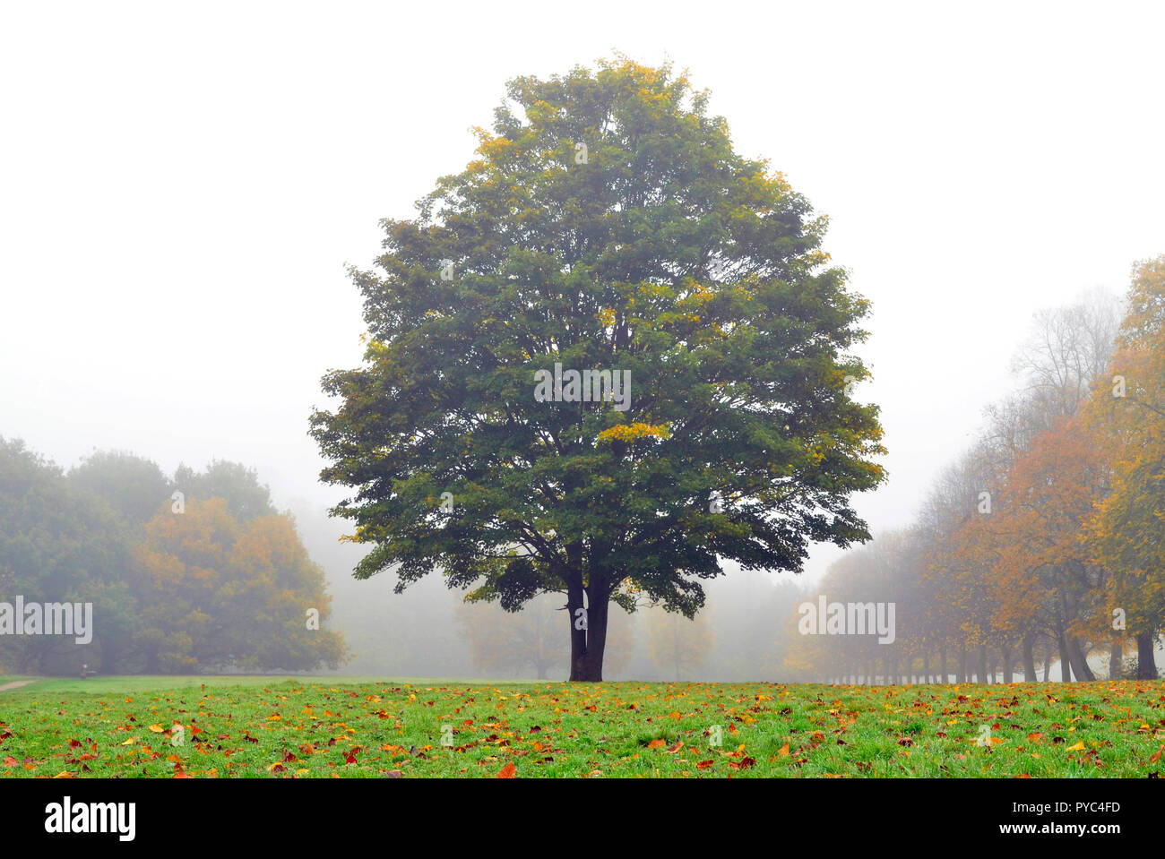 Single tree in autumn colour hi-res stock photography and images - Alamy