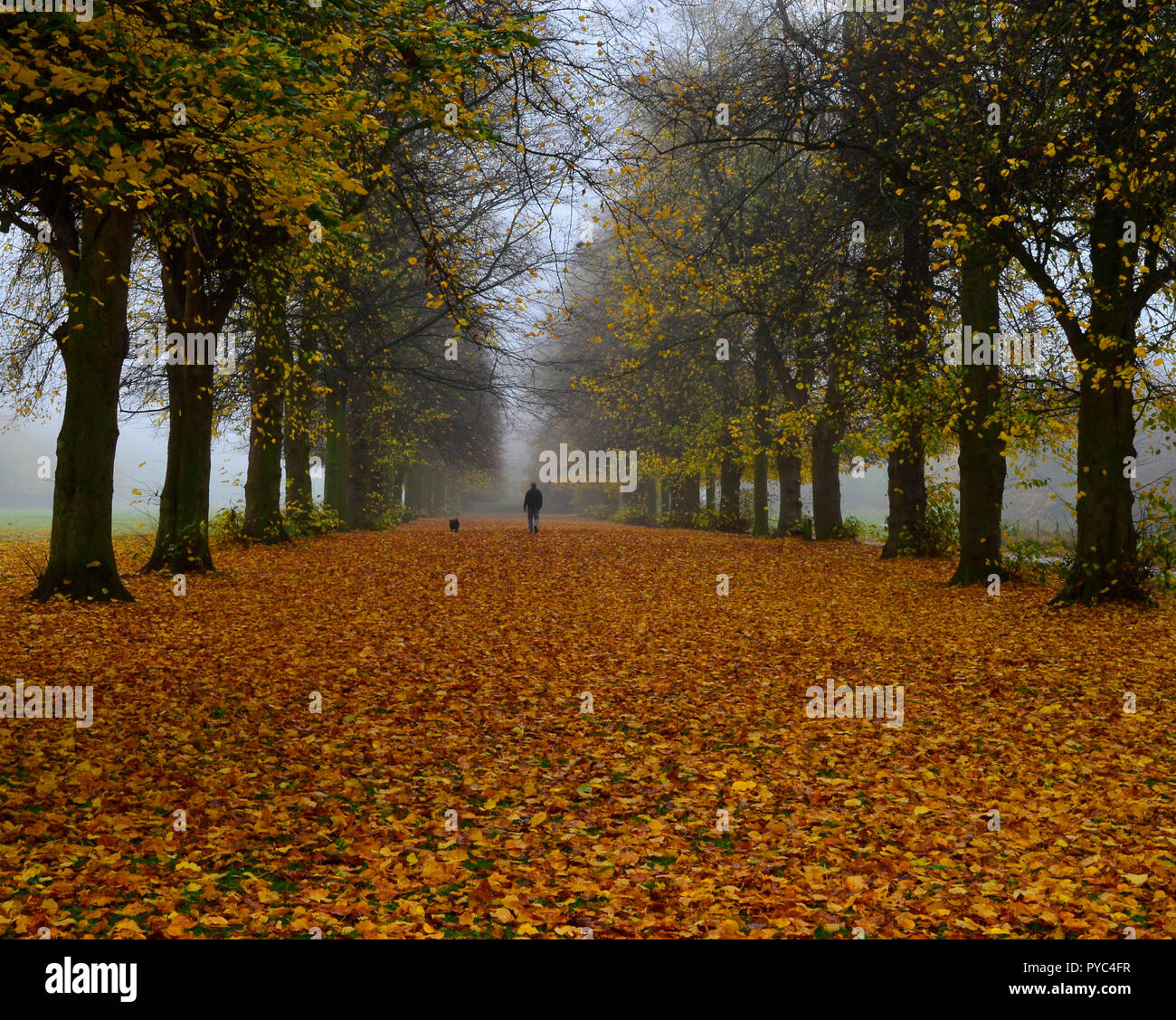 Leaves in distance hi-res stock photography and images - Alamy
