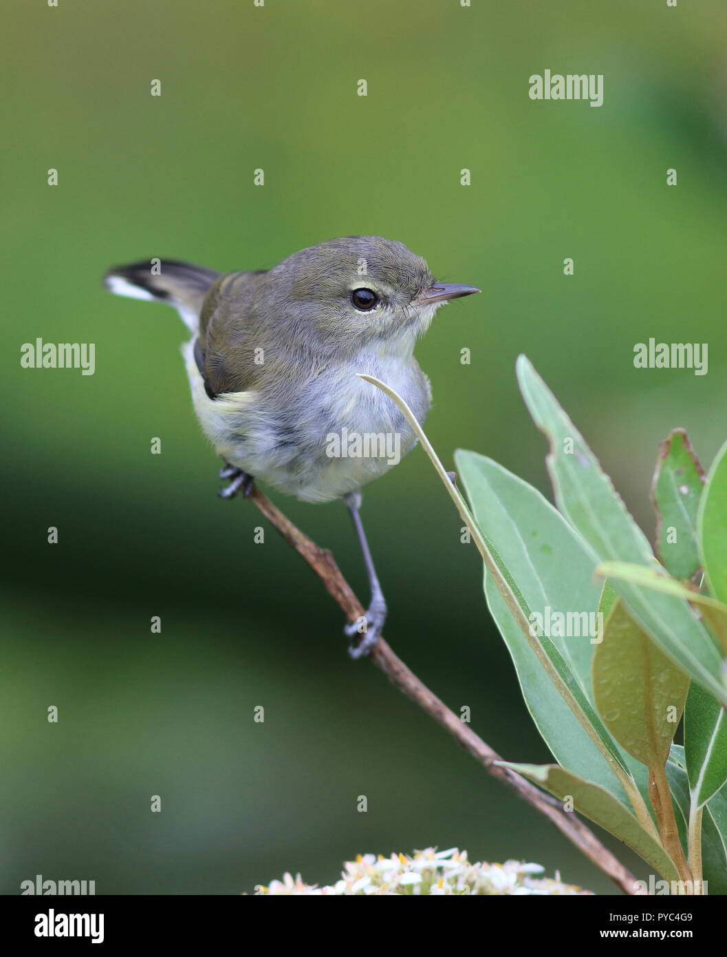 Grey warbler nz hi-res stock photography and images - Alamy