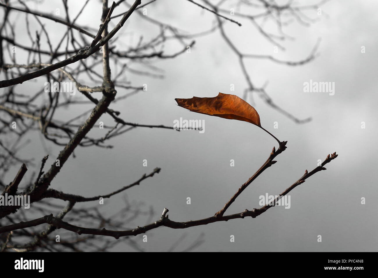October 2018 autumn hi-res stock photography and images - Alamy