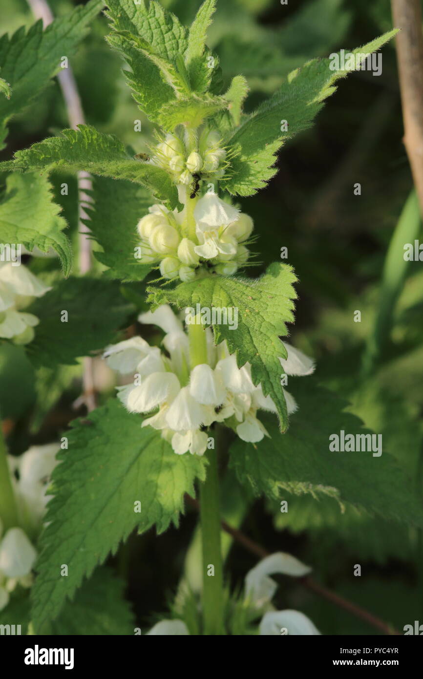 Ringlets Stock Photos & Ringlets Stock Images - Alamy
