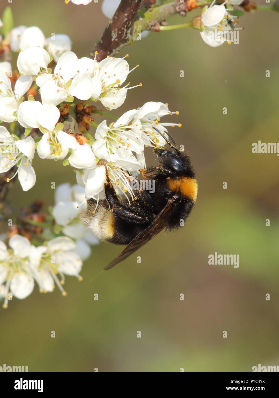 Parasitic flowers hi-res stock photography and images - Alamy