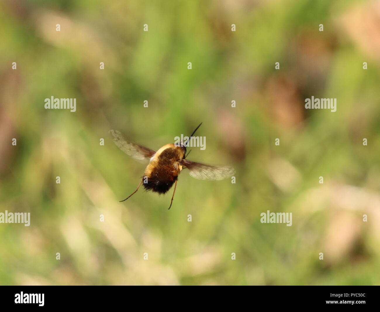 Dotted Bee Fly High Resolution Stock Photography and Images - Alamy