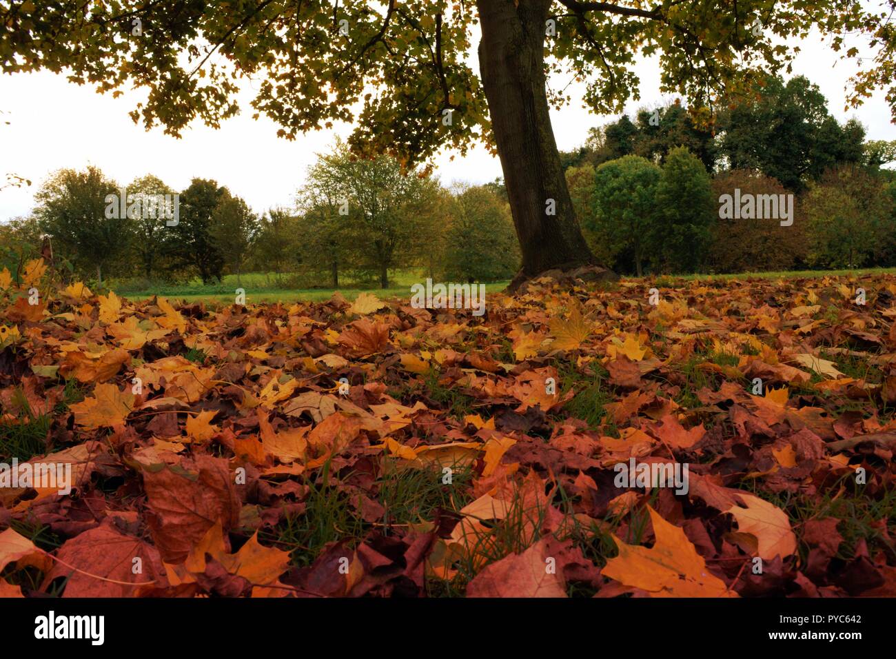 Trees leaves overhanging foreground view hi-res stock photography and ...