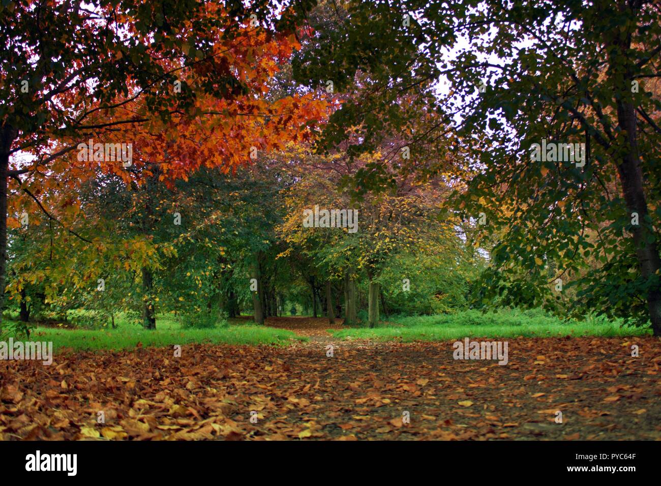 Pathway through tree lined park hi-res stock photography and images - Alamy