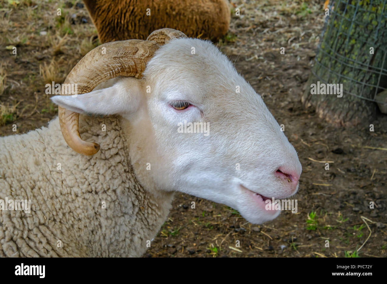 Sheeps eye view hi-res stock photography and images - Alamy