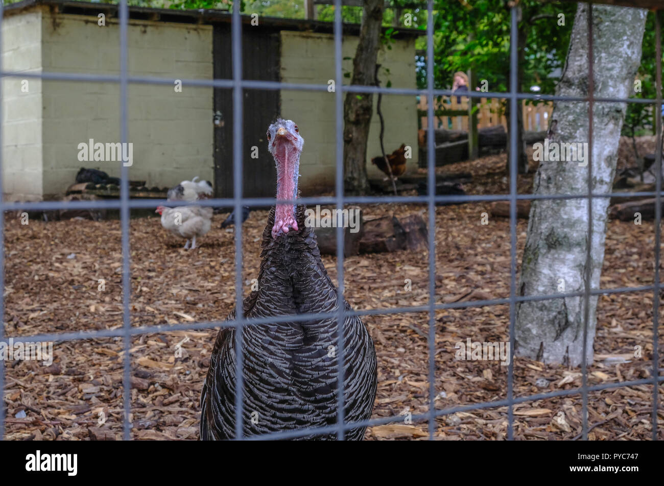 Turkey, alive and behind a metal fence. Bird is looking straight at the ...