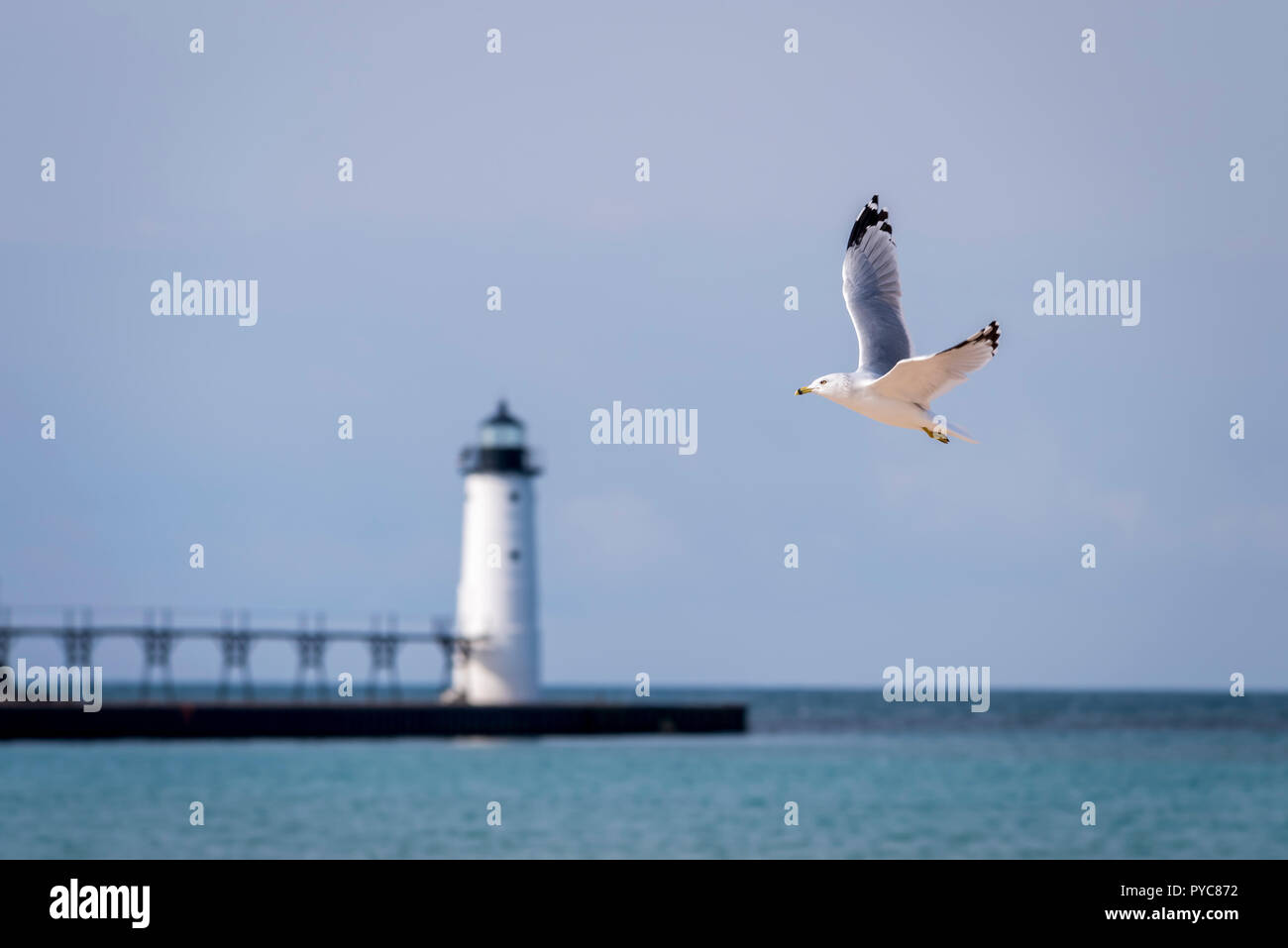 Gull flying in front of lighthouse hi-res stock photography and images ...